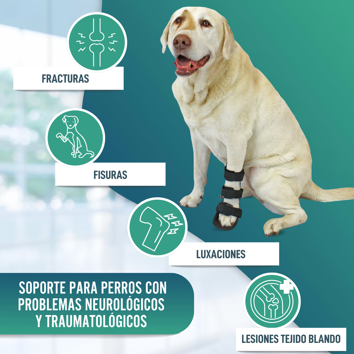 Férula Canina para Pata Delantera de Polipropileno | 6 Tallas — OrtoPrime