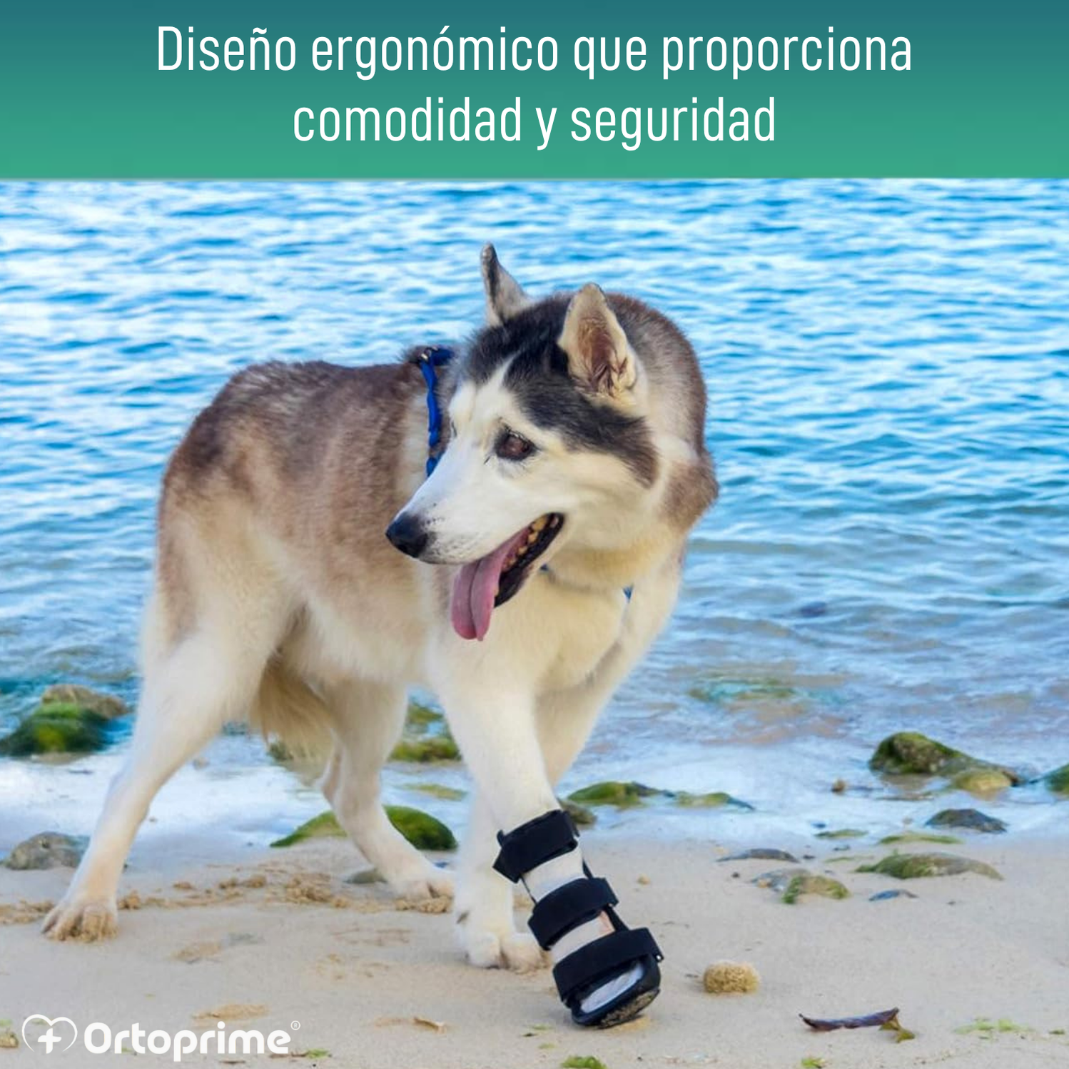 Férula Canina para Pata Delantera de Polipropileno | 6 Tallas — OrtoPrime