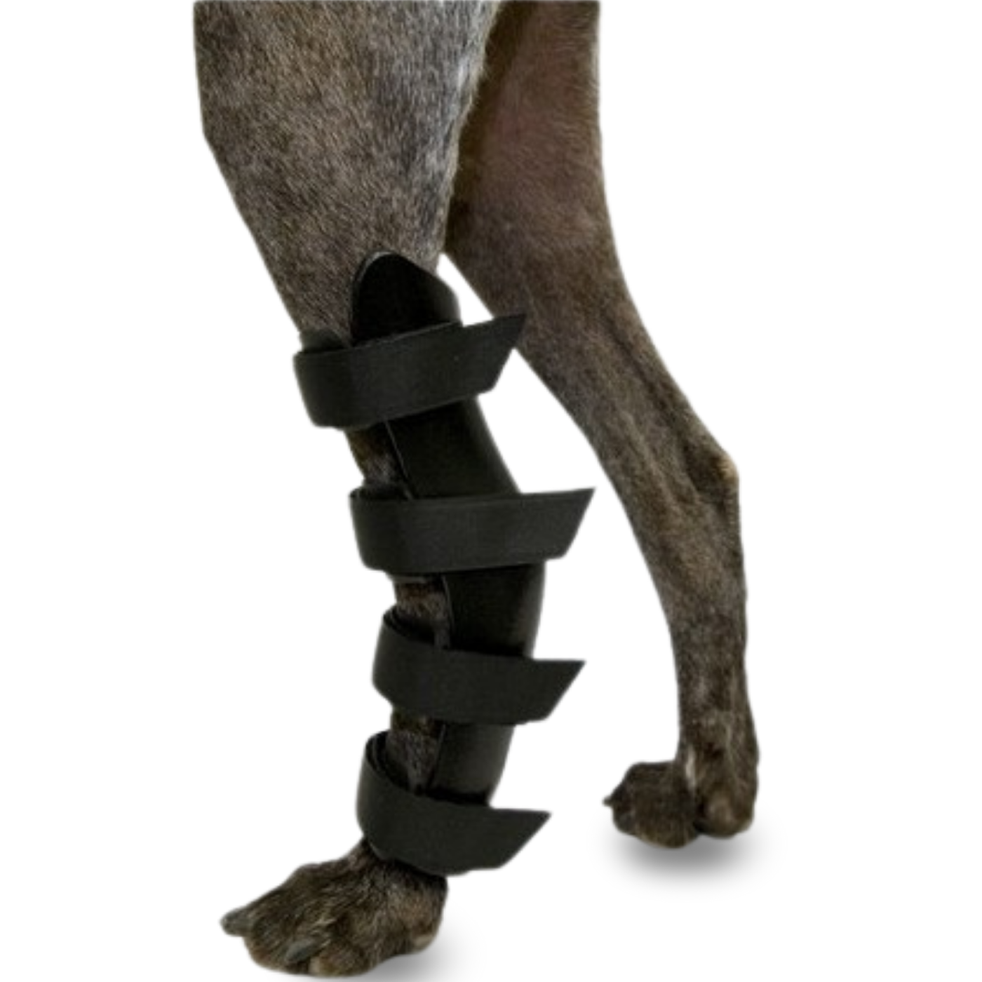 Férula Ortopédica para Perros con Lesiones de Tarso y Tobillo — OrtoPrime