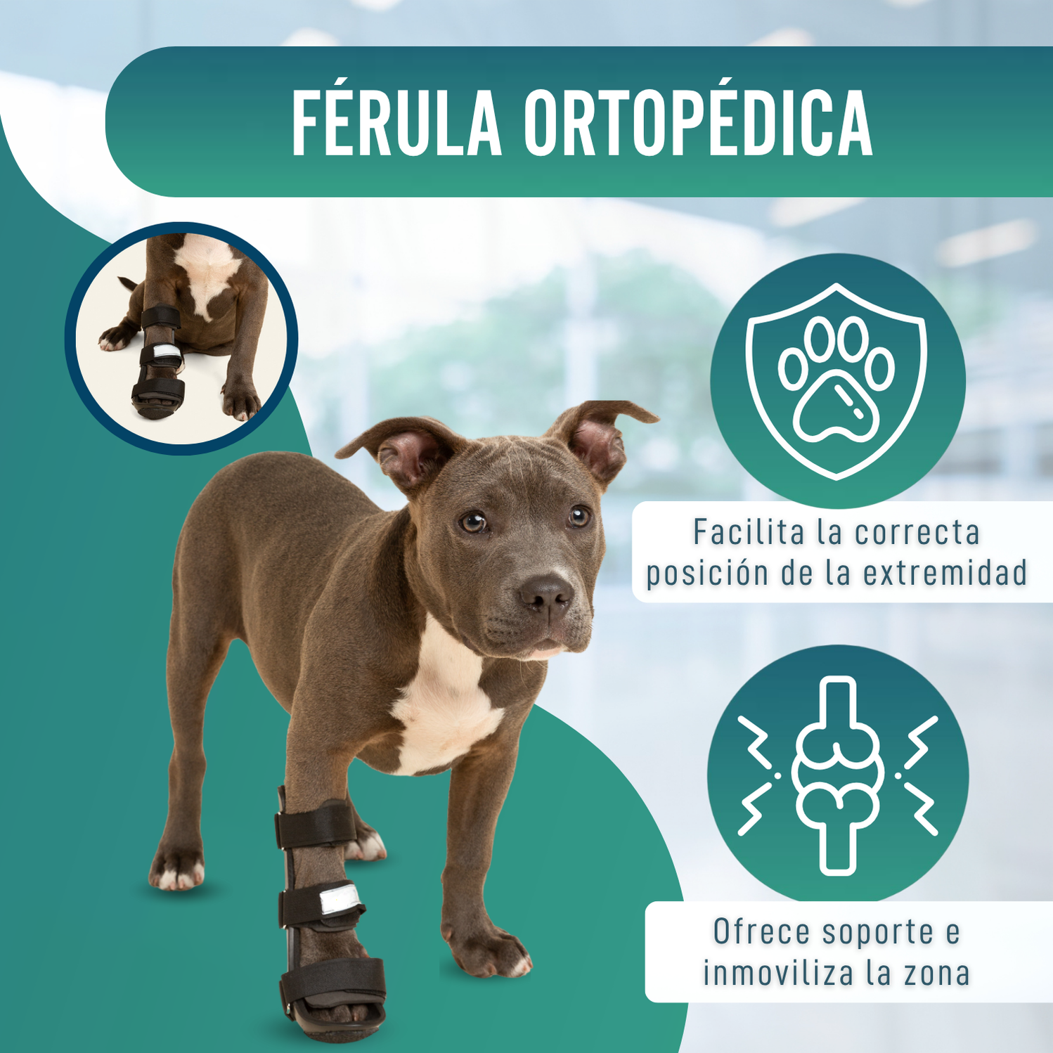 Férula Canina para Pata Delantera de Polipropileno | 6 Tallas — OrtoPrime